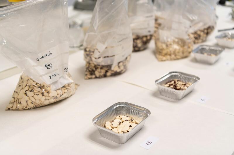 La UPV propone implantar nuevas especies de 'garrofó' ante la caída de ...